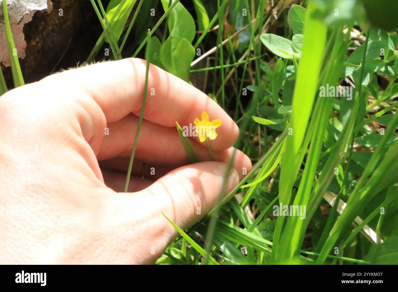 Plantainleaf buttercup hi-res stock photography and images - Alamy