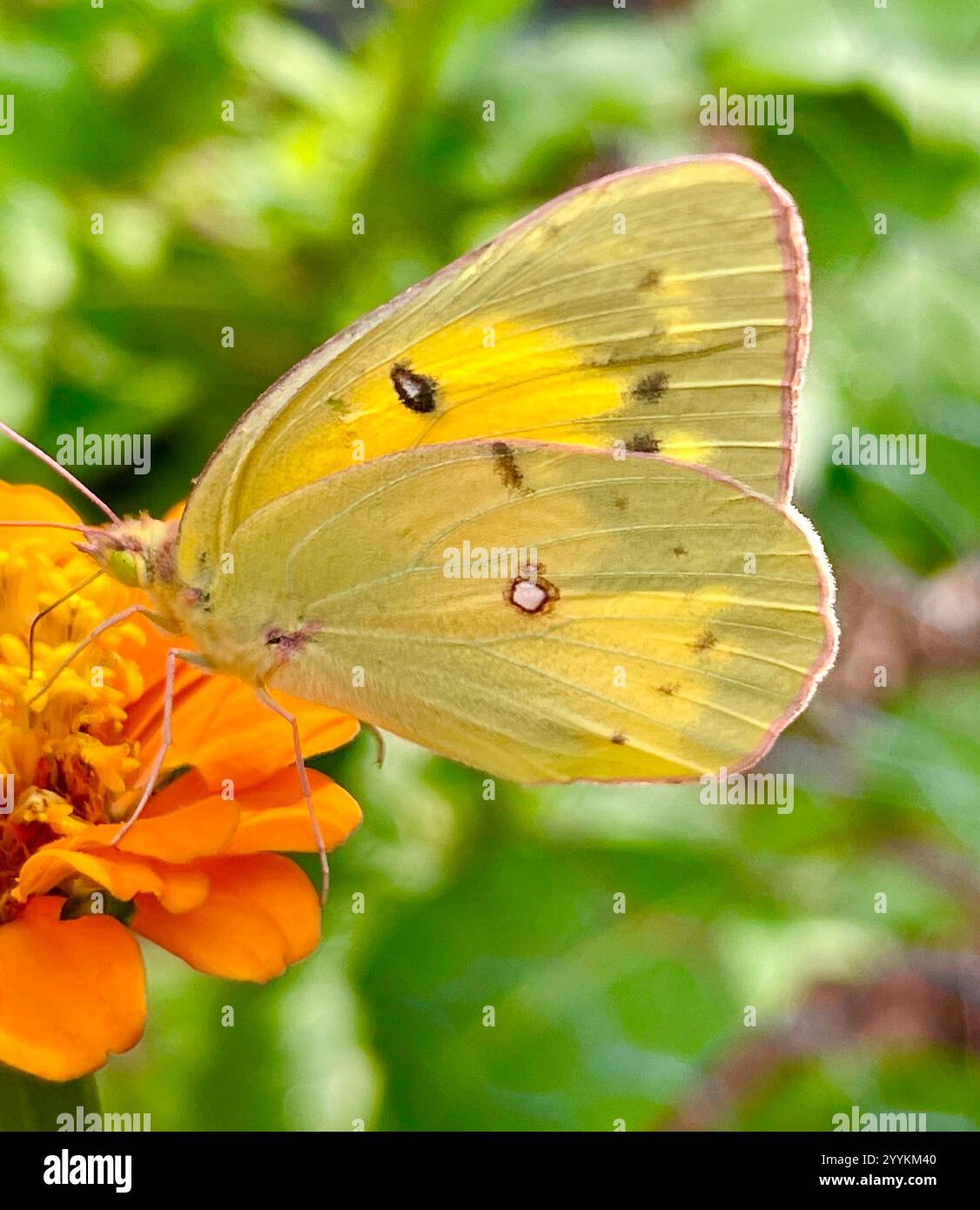 Orange Sulphur (Colias eurytheme Stock Photo - Alamy