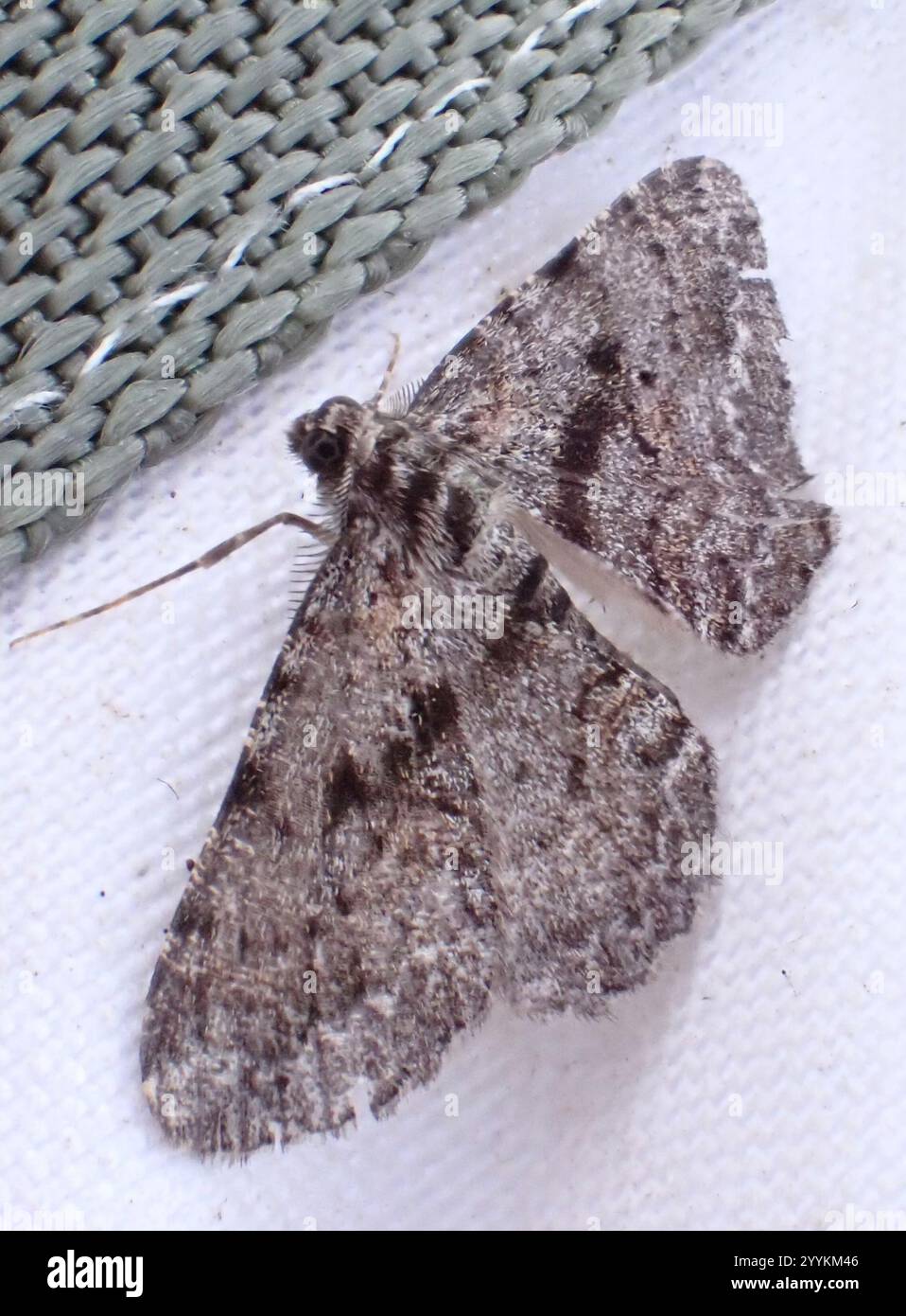 Serrated Bark Moth (Boarmia suasaria Stock Photo - Alamy