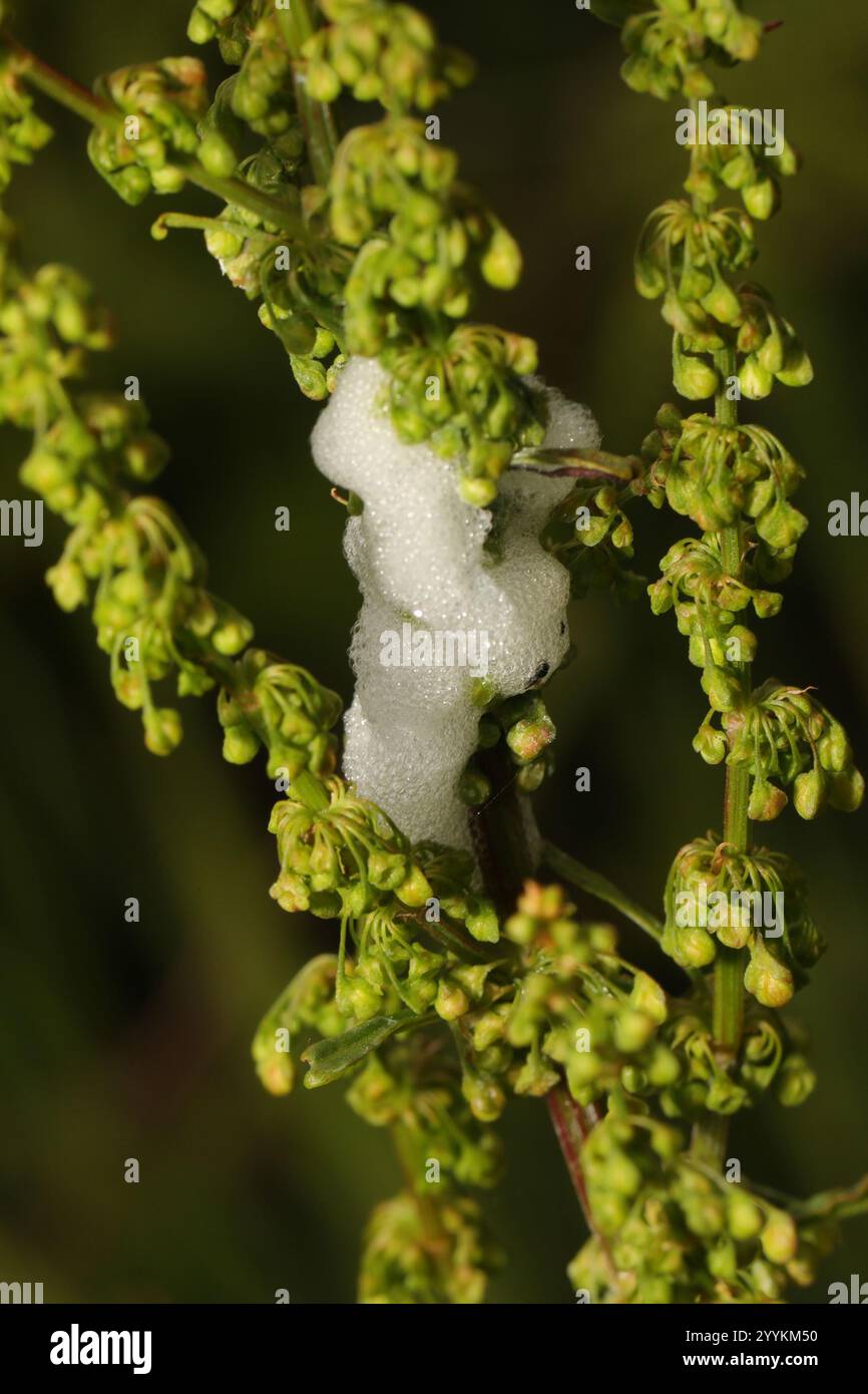 Meadow Spittlebug (Philaenus spumarius Stock Photo - Alamy