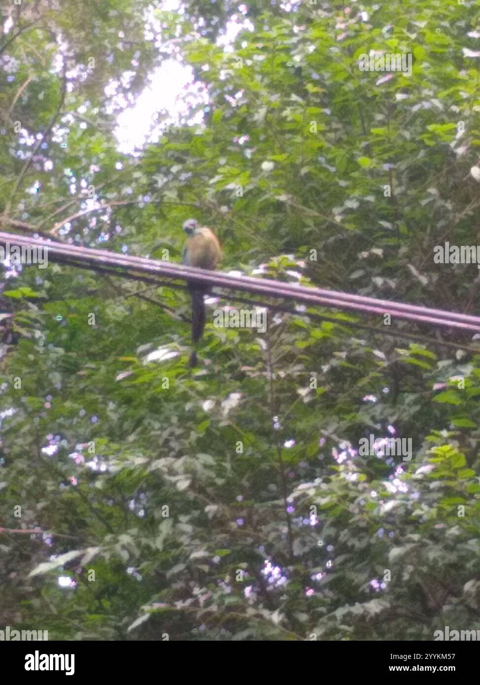 Lesson's Motmot (Momotus lessonii Stock Photo - Alamy