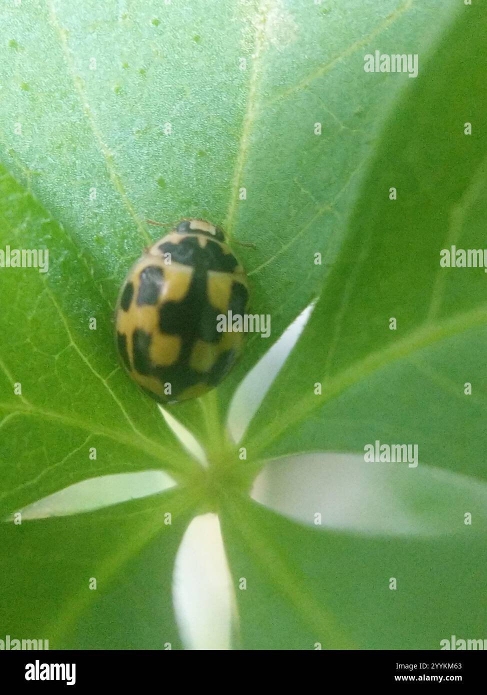 Fourteen-spotted Lady Beetle (Propylea quatuordecimpunctata Stock Photo ...