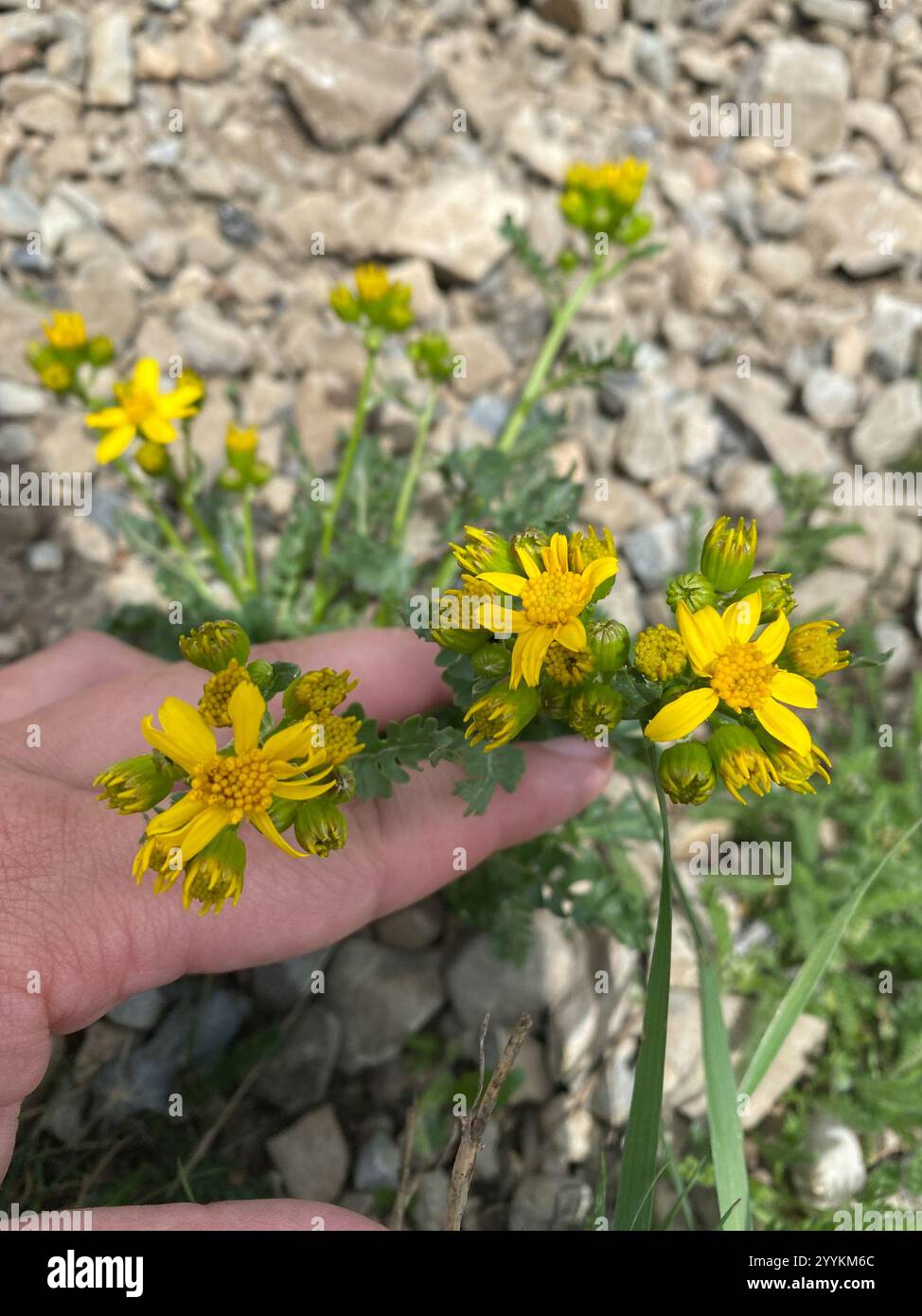 Lobeleaf Groundsel (Packera multilobata Stock Photo - Alamy