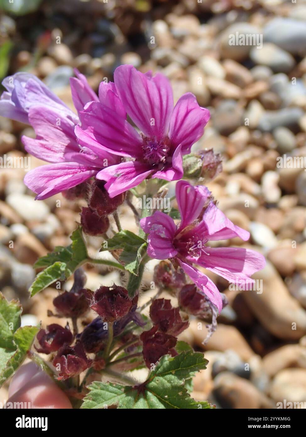 Common Mallow (Malva sylvestris Stock Photo - Alamy