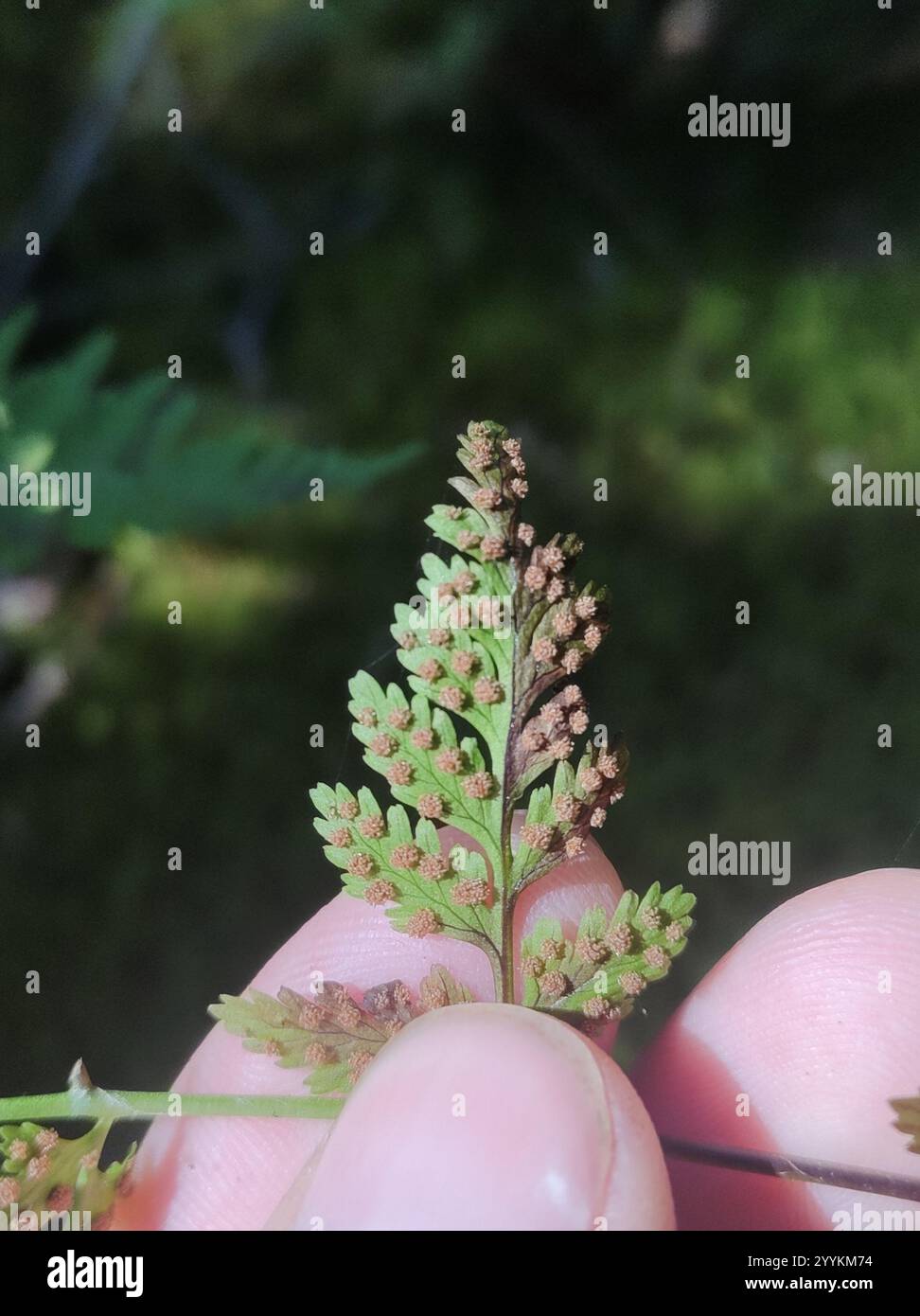 Mackay's Fragile Fern (Cystopteris tenuis Stock Photo - Alamy