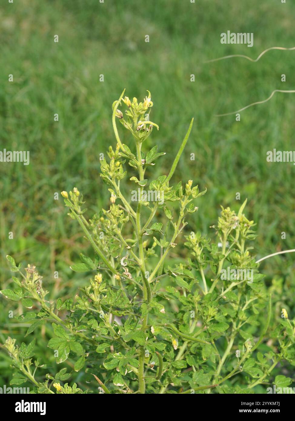Asian spiderflower (Cleome viscosa Stock Photo - Alamy