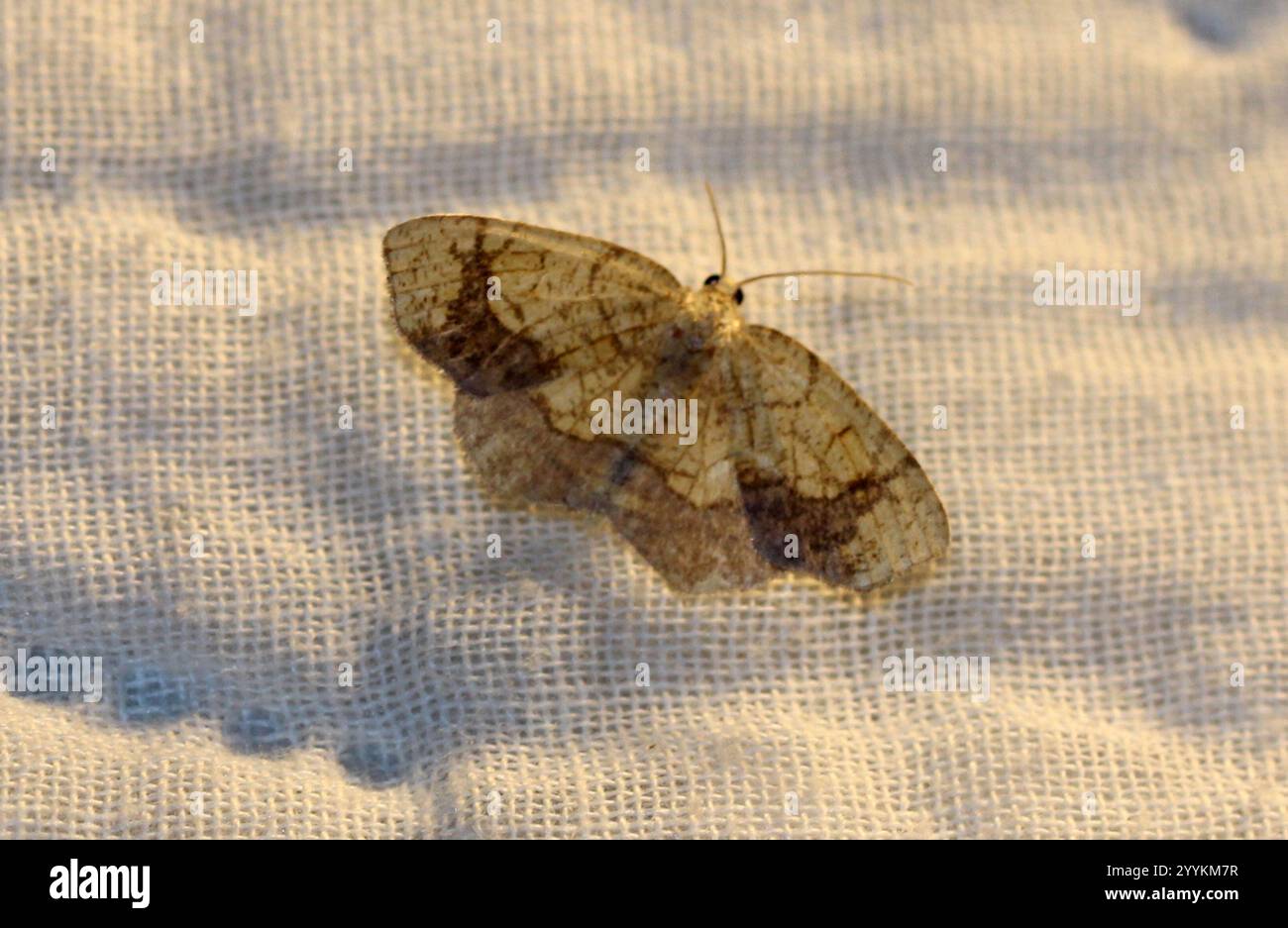 Horned spanworm hi-res stock photography and images - Alamy