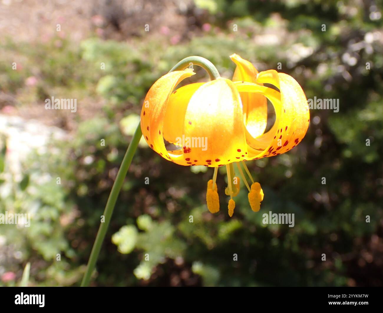 Leopard Lily (Lilium pardalinum Stock Photo - Alamy