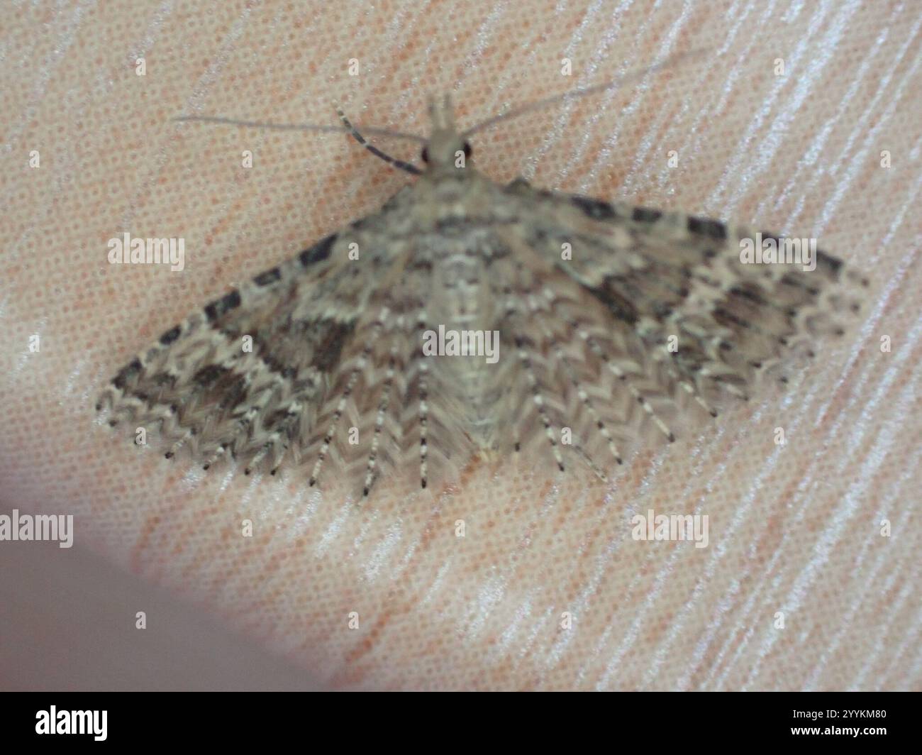 Twenty-plume Moth (Alucita hexadactyla Stock Photo - Alamy