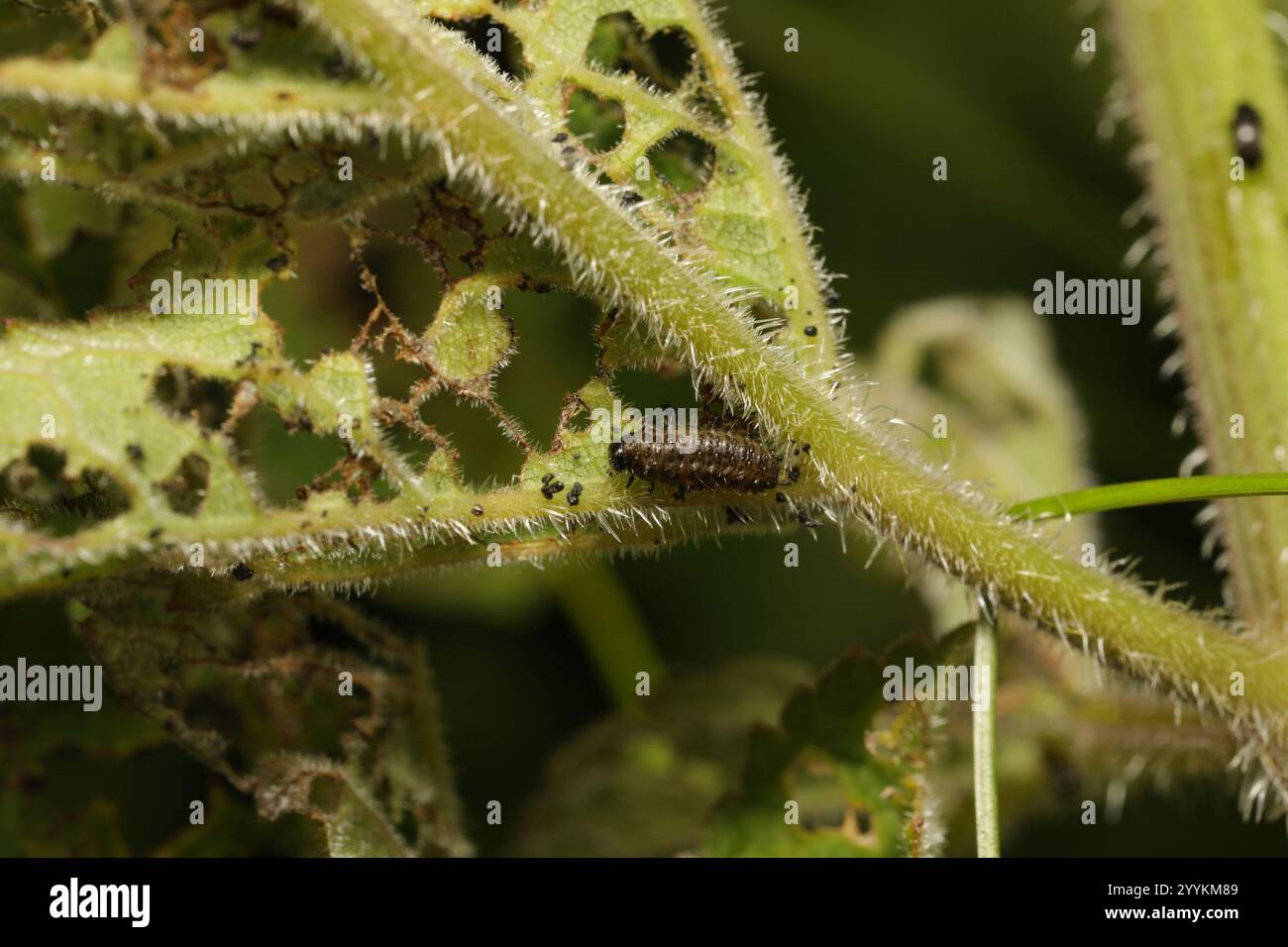 Celery leaf beetle (Phaedon tumidulus Stock Photo - Alamy
