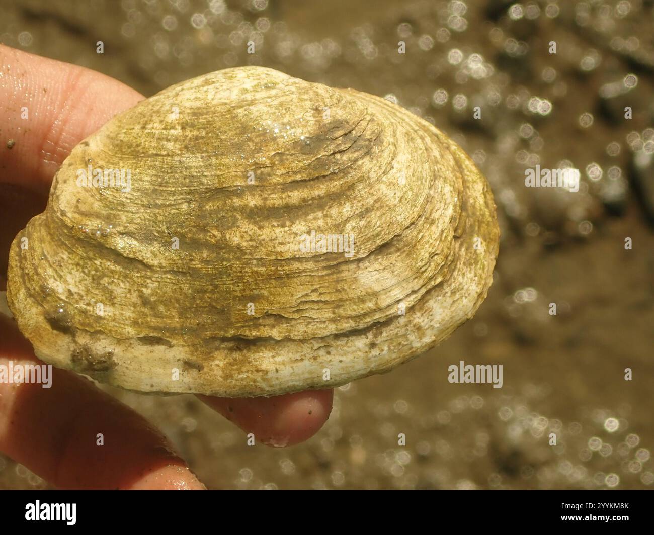 Soft-shelled Clam (Mya arenaria Stock Photo - Alamy