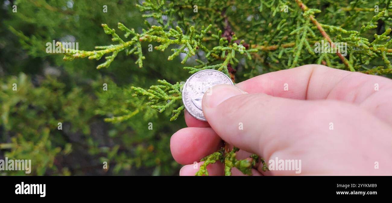 Tecate cypress (Hesperocyparis forbesii Stock Photo - Alamy