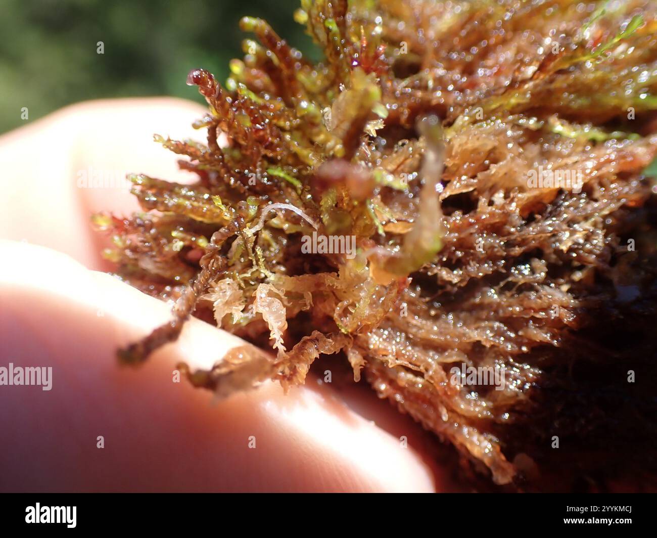 Nardia hi-res stock photography and images - Alamy