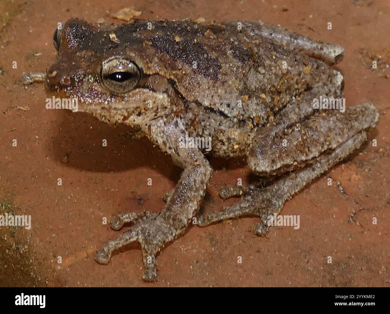 Pine Woods Tree Frog (Hyla femoralis Stock Photo - Alamy