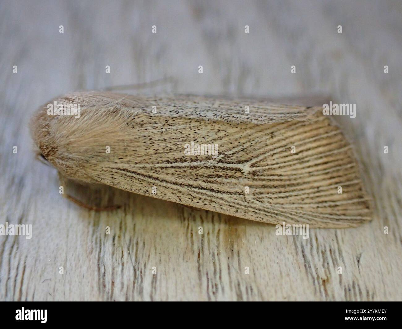 Obscure Wainscot (Leucania obsoleta Stock Photo - Alamy