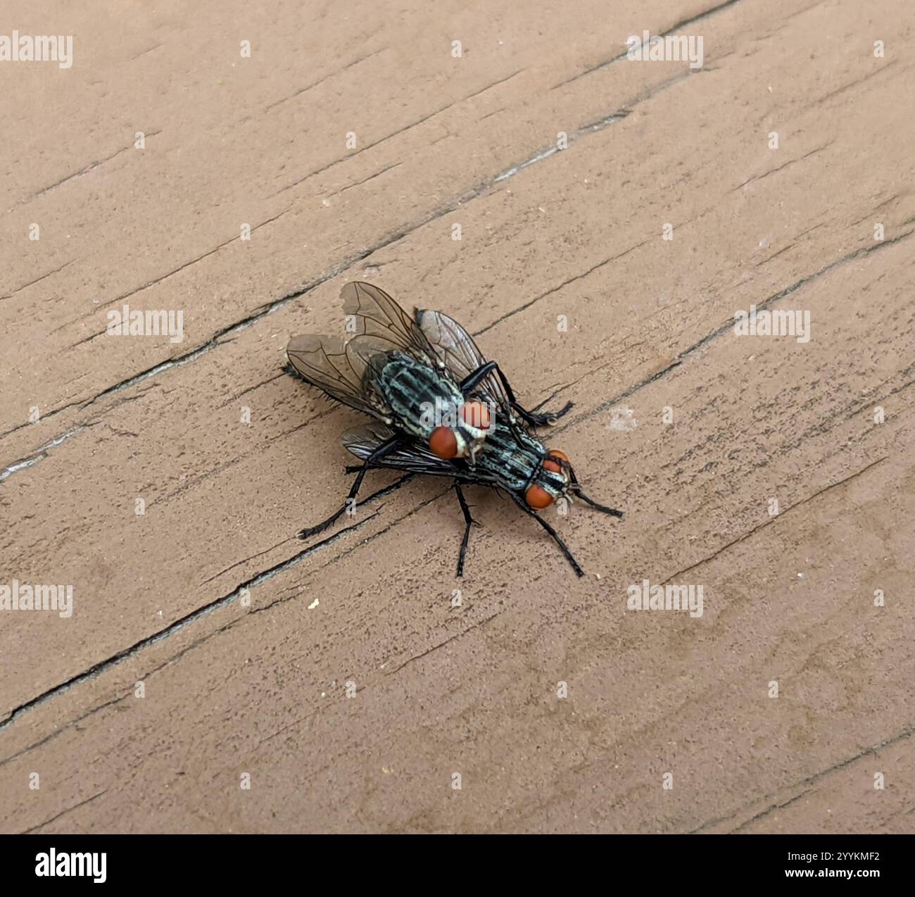 Typical Flesh Flies (Sarcophaginae Stock Photo - Alamy