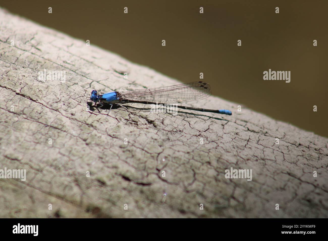 Blue-fronted Dancer (Argia apicalis Stock Photo - Alamy