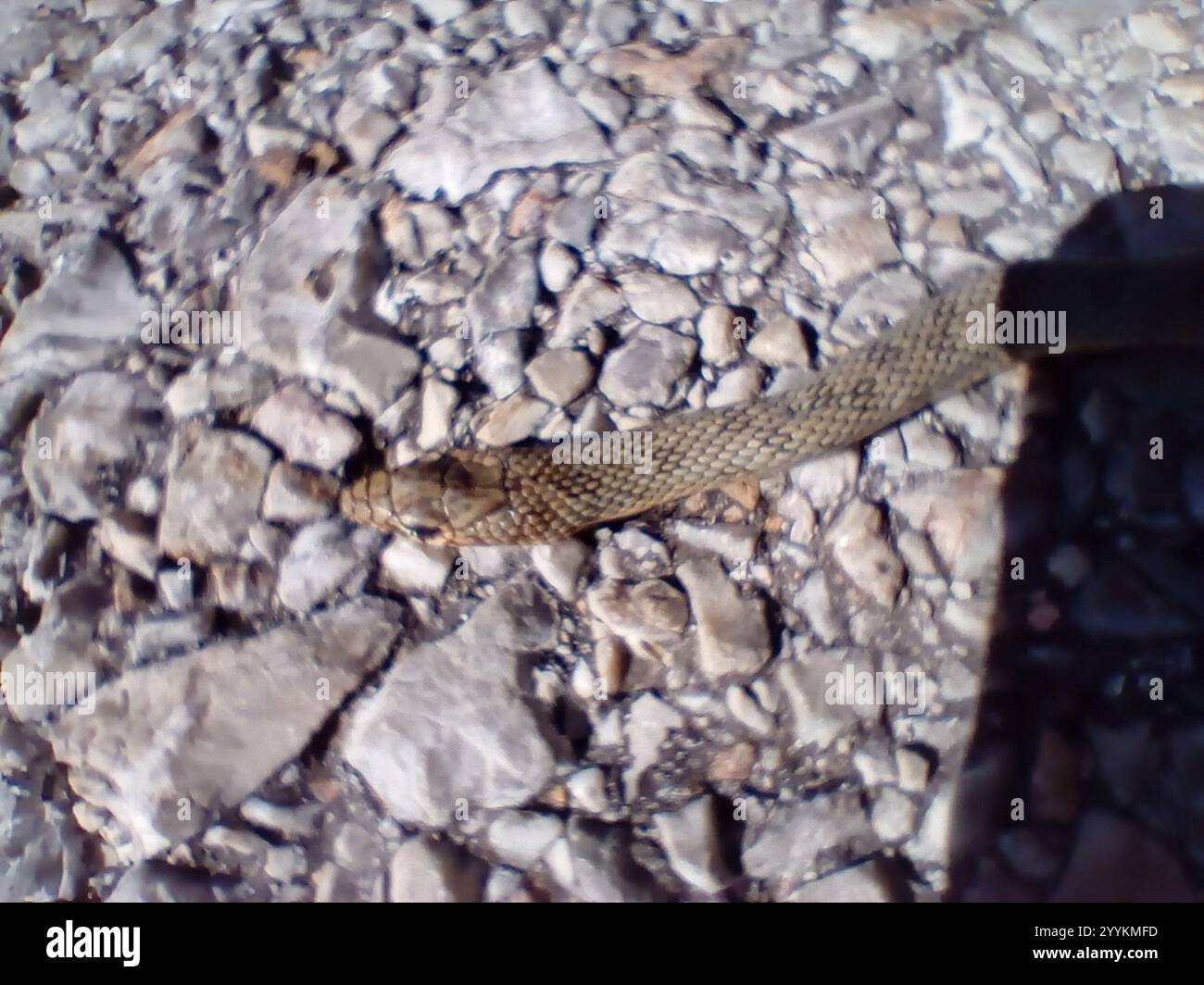 Caspian Whipsnake (Dolichophis caspius Stock Photo - Alamy