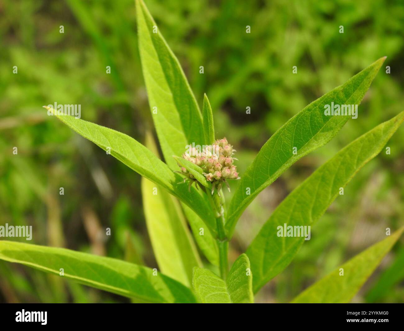 swamp milkweed (Asclepias incarnata Stock Photo - Alamy