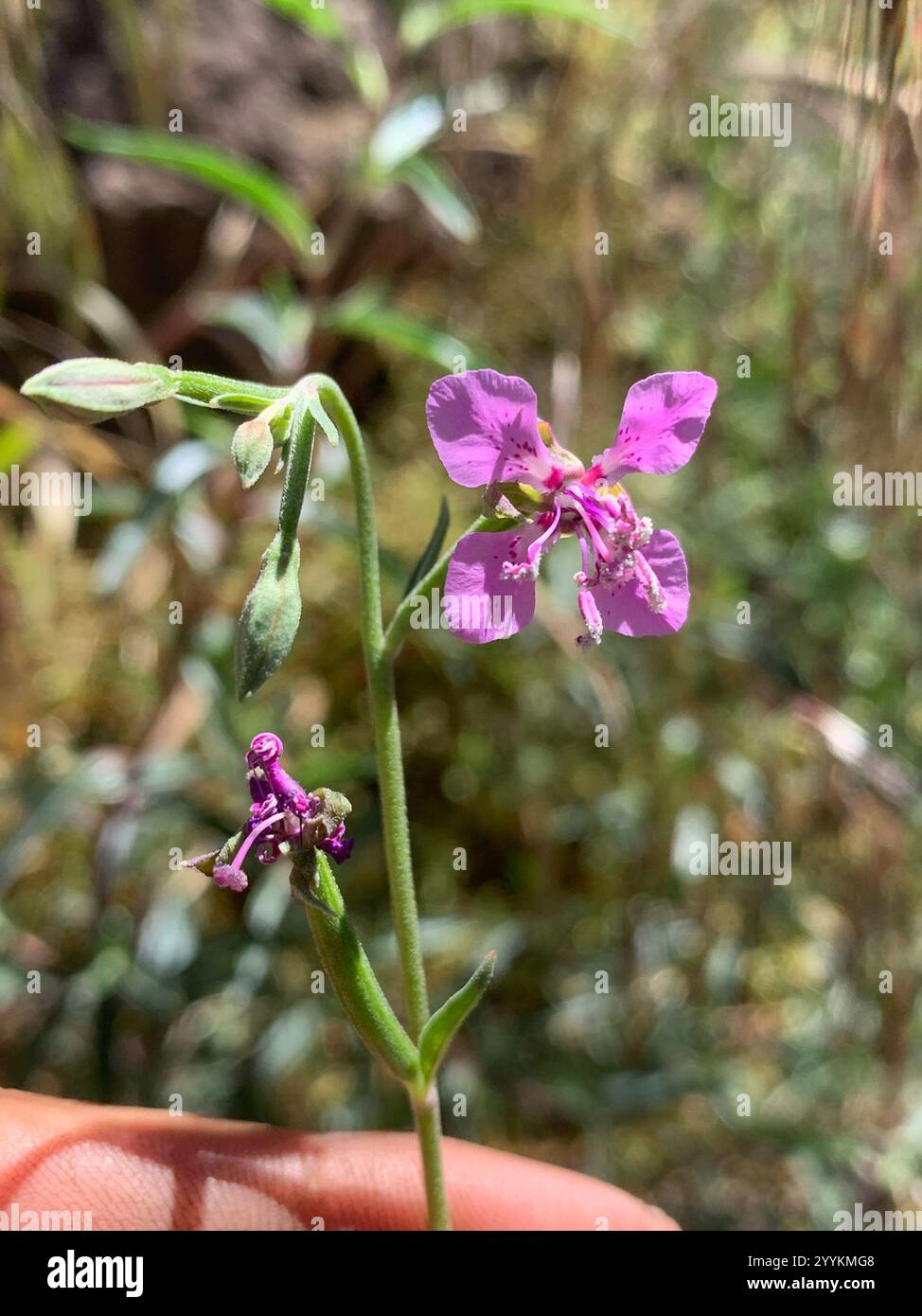 diamond clarkia (Clarkia rhomboidea Stock Photo - Alamy