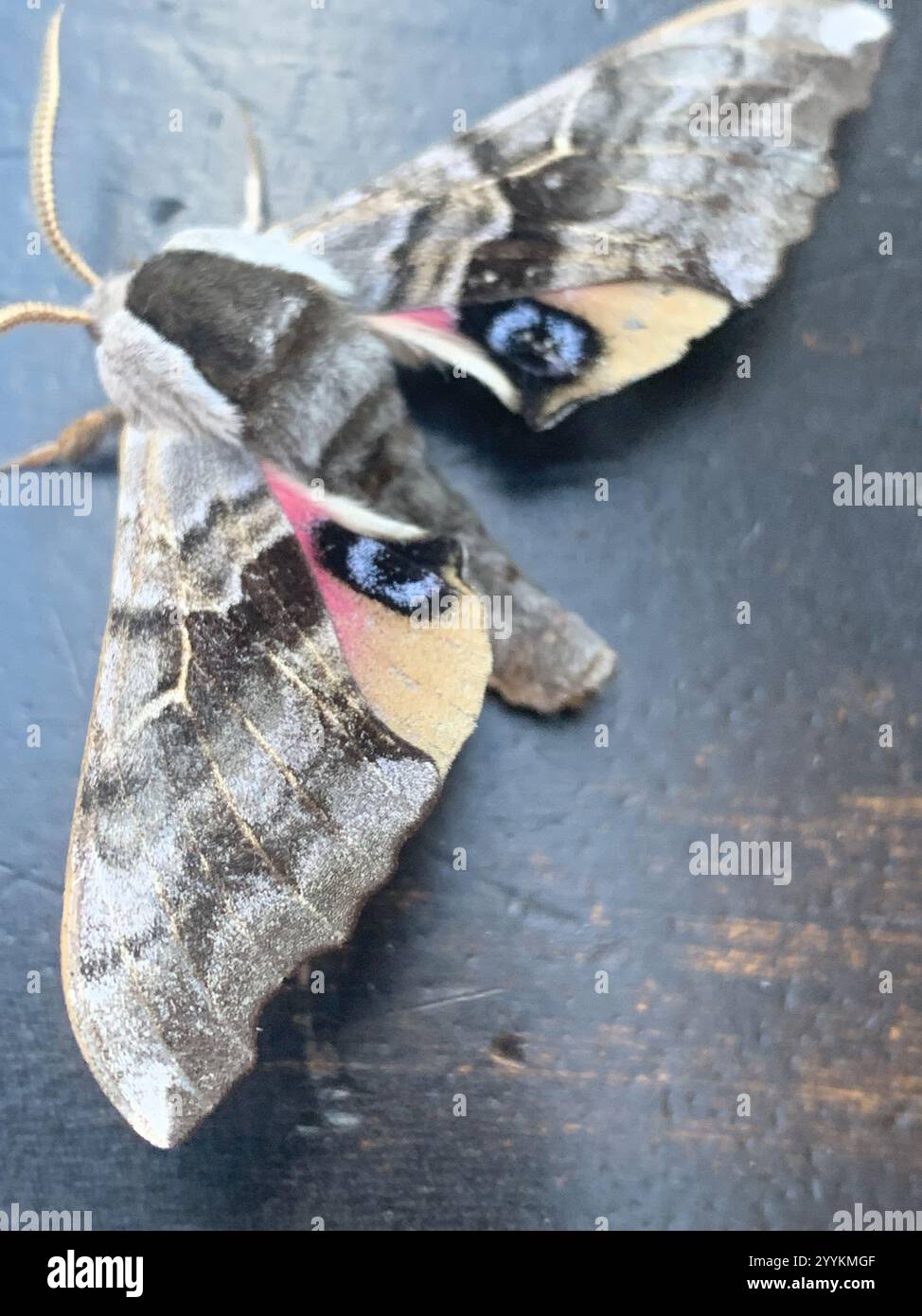 One eyed sphinx hi-res stock photography and images - Alamy