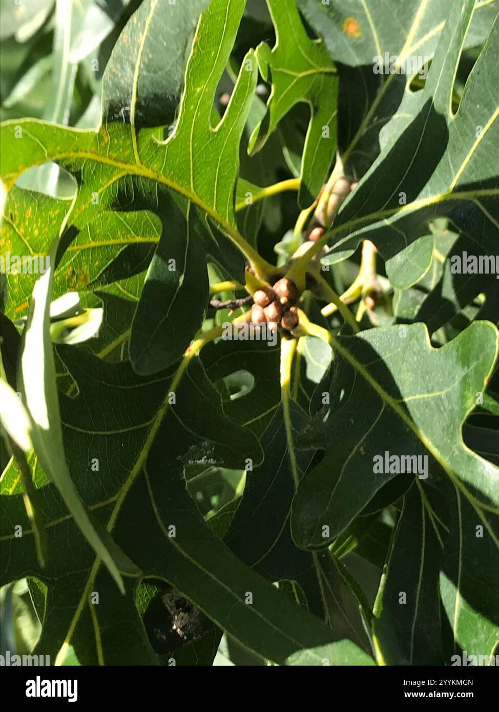 white oak (Quercus alba Stock Photo - Alamy