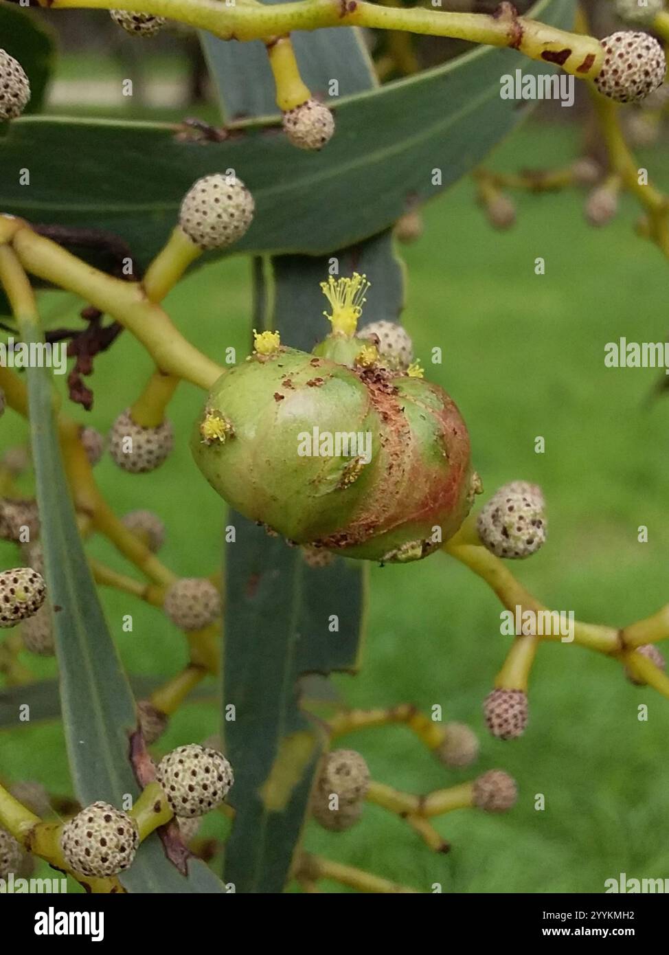 Golden Wattle Gall Wasp (Trichilogaster signiventris Stock Photo - Alamy