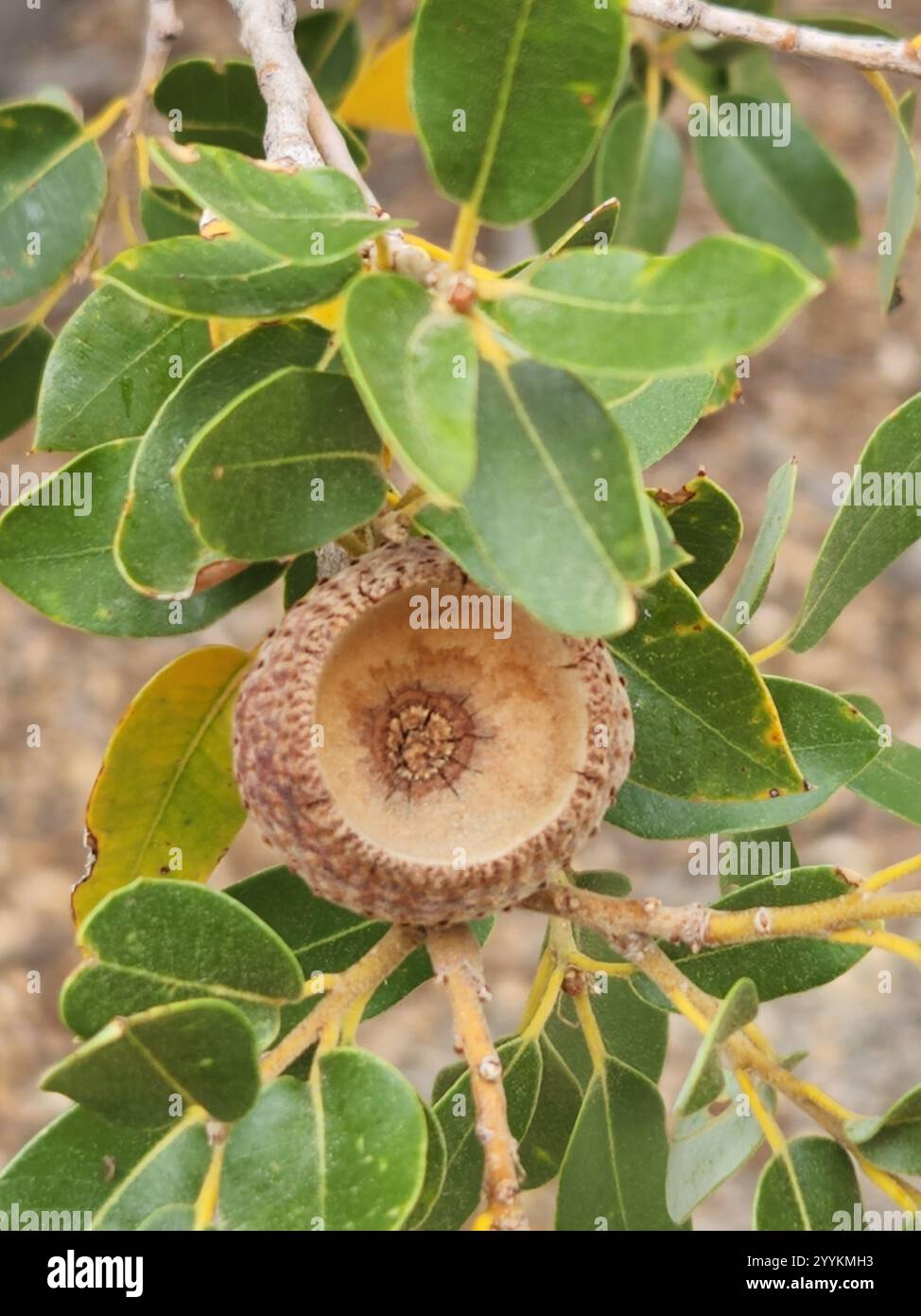 canyon live oak (Quercus chrysolepis Stock Photo - Alamy