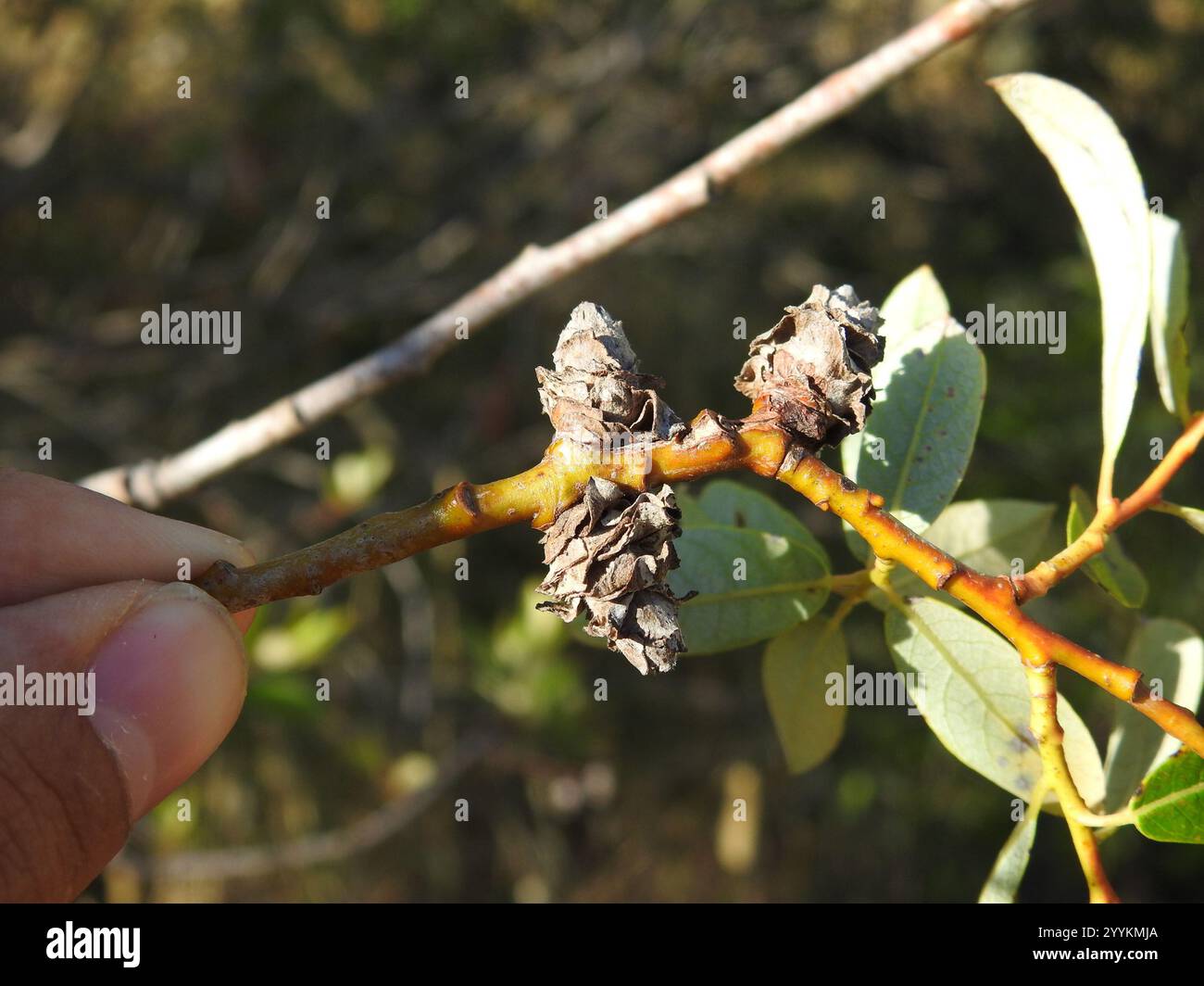 Willow Gall Midges (Rabdophaga Stock Photo - Alamy