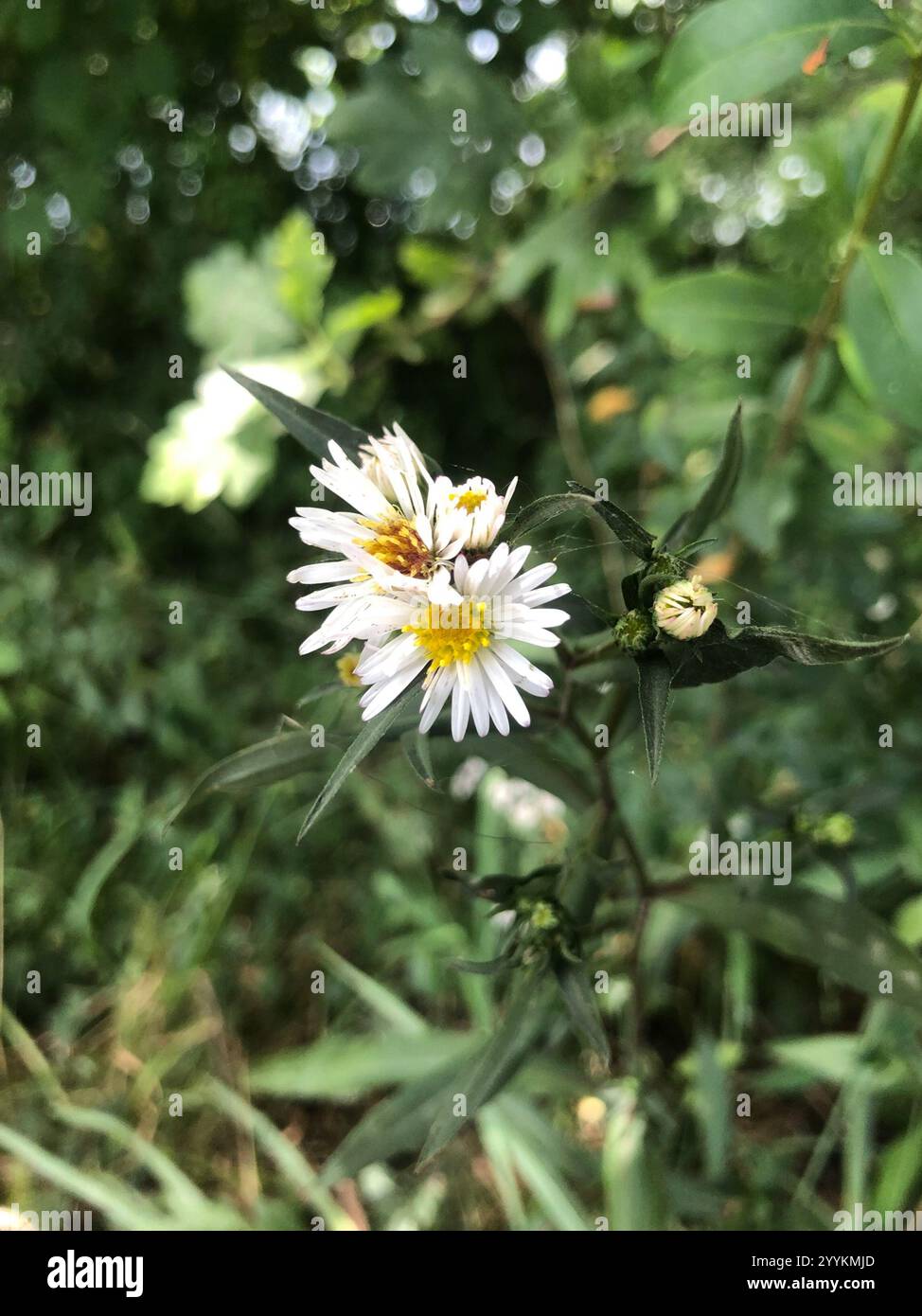 common panicled aster (Symphyotrichum lanceolatum lanceolatum Stock ...