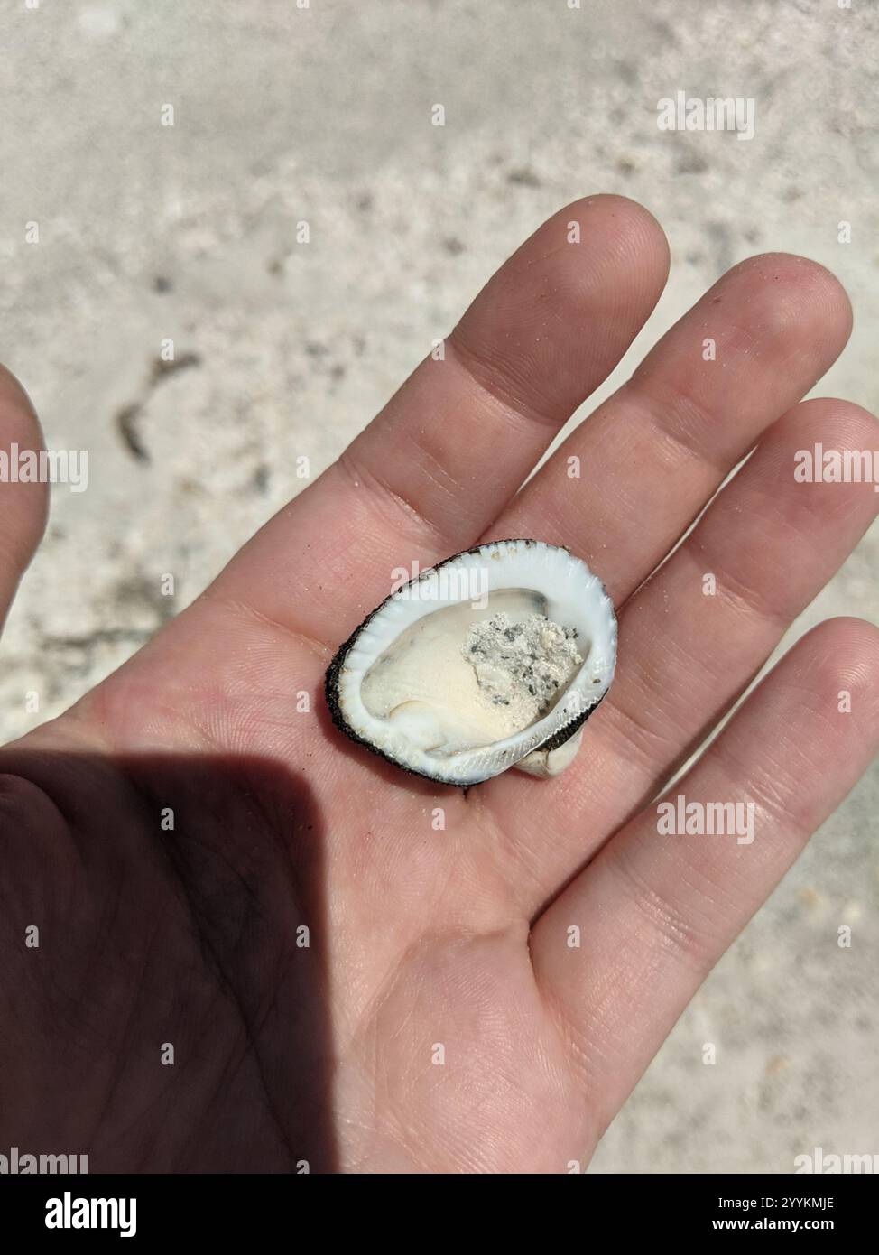 Ponderous Ark (Noetia ponderosa Stock Photo - Alamy