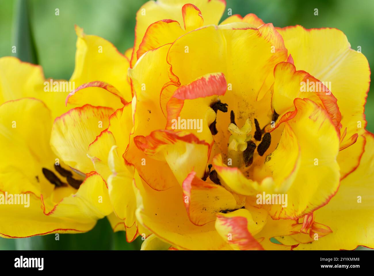 Tulipa 'Aquilla' Tulip Double Late Group Multi-headed tulip Stock Photo ...