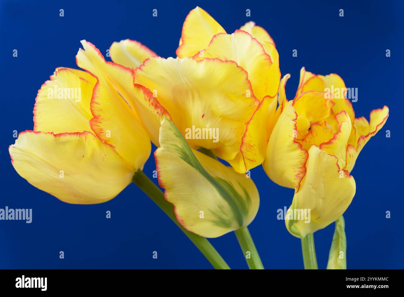 Multi headed hi-res stock photography and images - Alamy