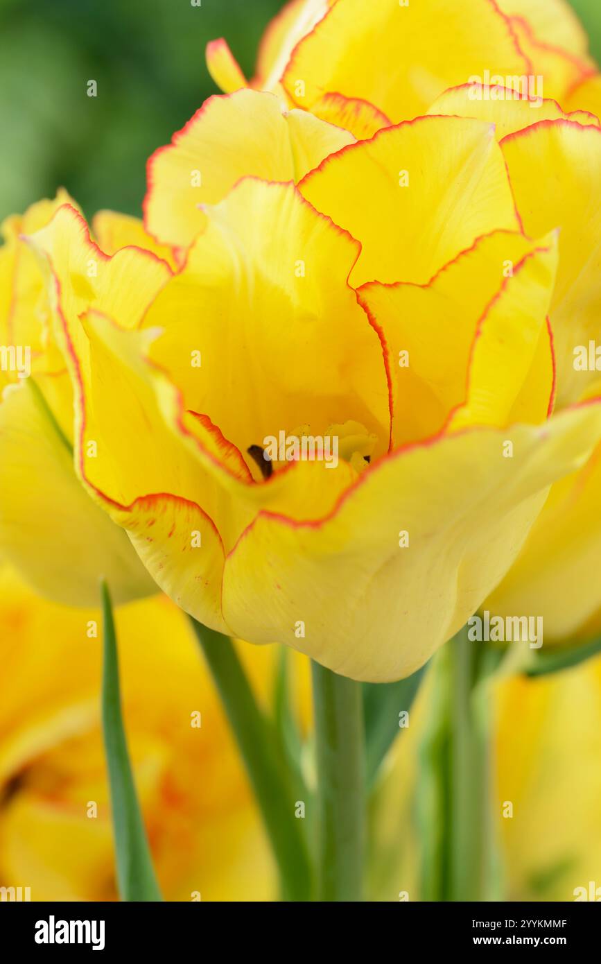 Tulipa 'Aquilla' Tulip Double Late Group Multi-headed tulip Stock Photo ...