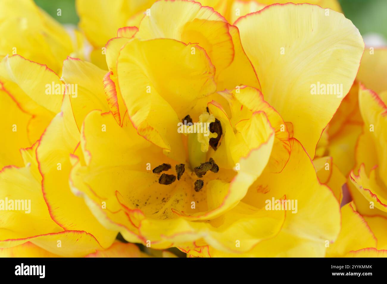 Tulipa 'Aquilla' Tulip Double Late Group Multi-headed tulip Stock Photo ...