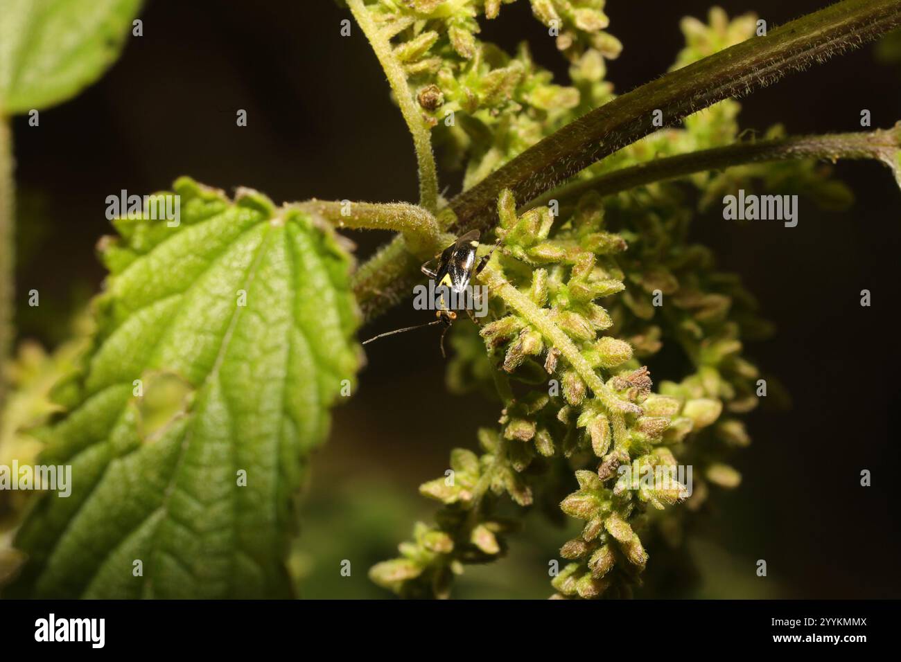 Three Spotted Nettle Bug (Liocoris tripustulatus Stock Photo - Alamy