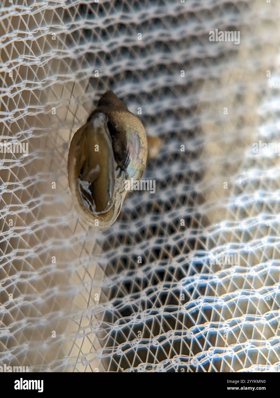 Acute Bladder Snail (Physella acuta Stock Photo - Alamy