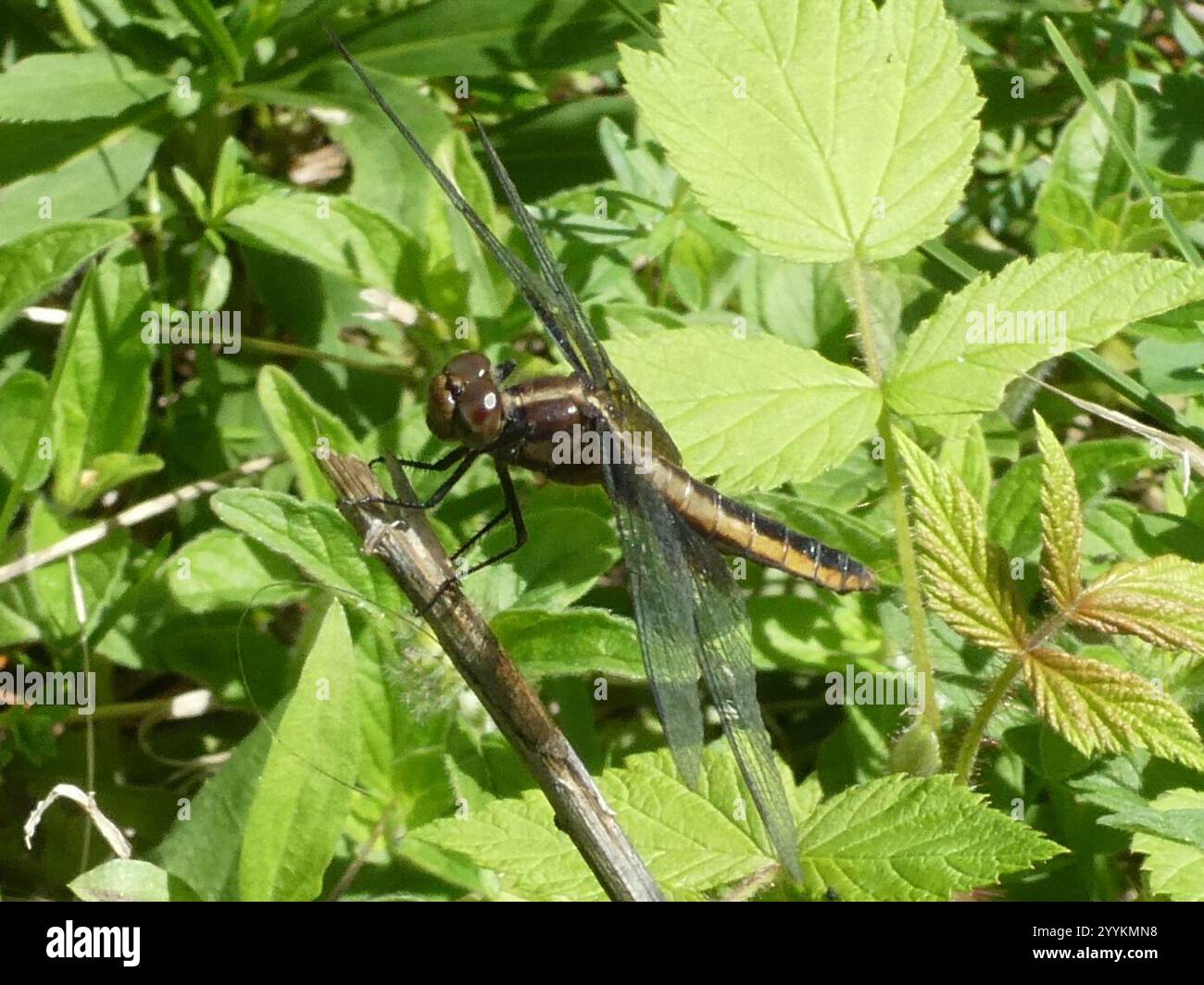 Widow Skimmer (Libellula luctuosa Stock Photo - Alamy