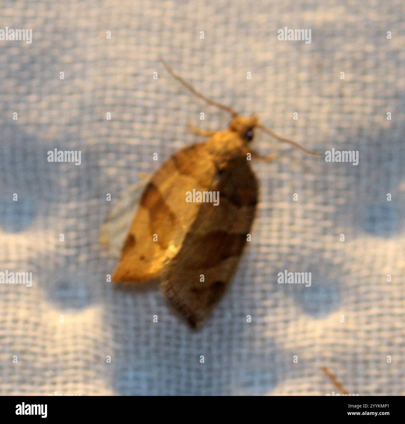 Woodgrain Leafroller Moth (Pandemis lamprosana Stock Photo - Alamy