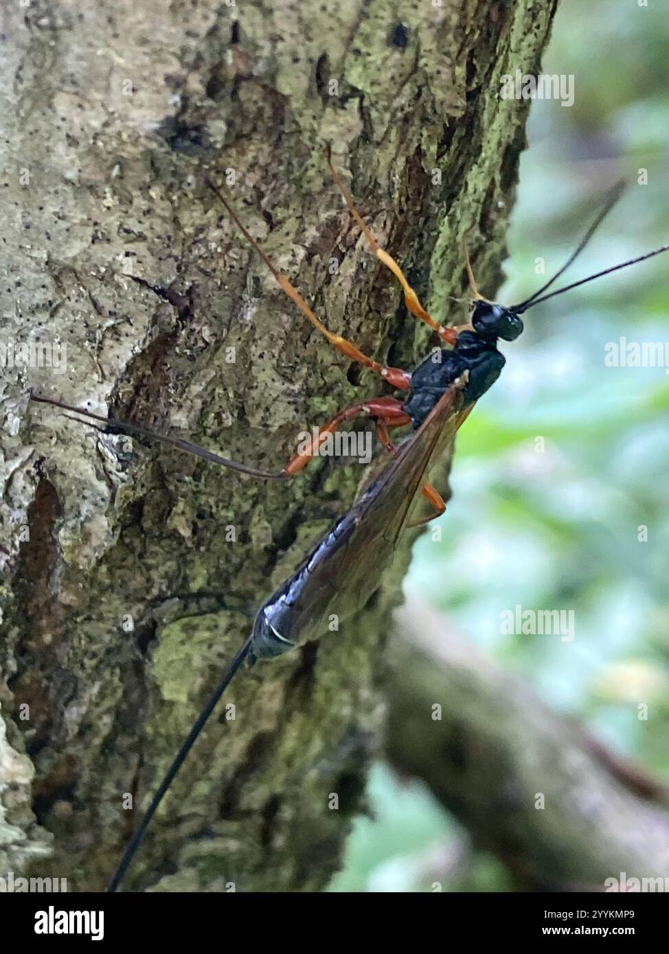 Sabre wasp rhyssa persuasoria hi-res stock photography and images - Alamy