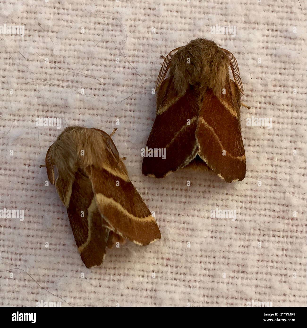 Western Tent Caterpillar Moth (Malacosoma californica Stock Photo - Alamy