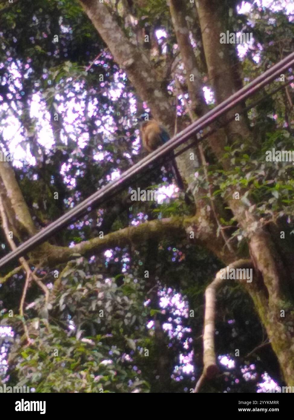 Lesson's Motmot (Momotus lessonii Stock Photo - Alamy