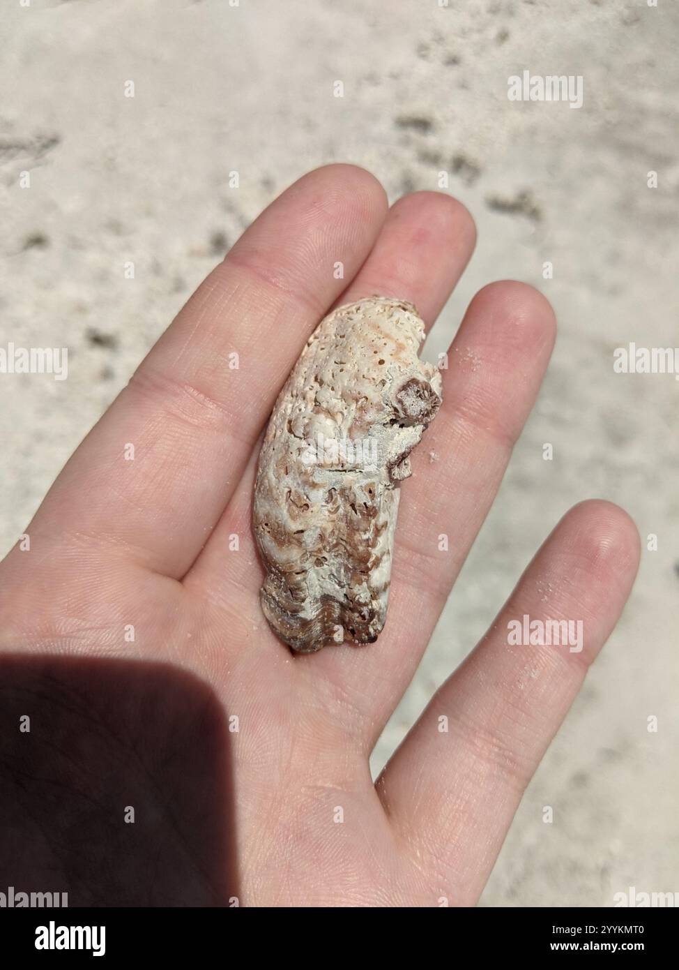 Arca zebra hi-res stock photography and images - Alamy