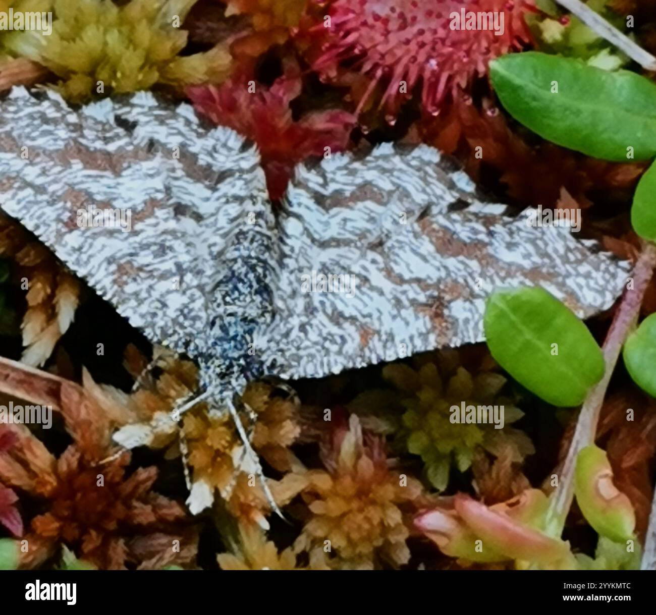 Common Heath (Ematurga atomaria Stock Photo - Alamy