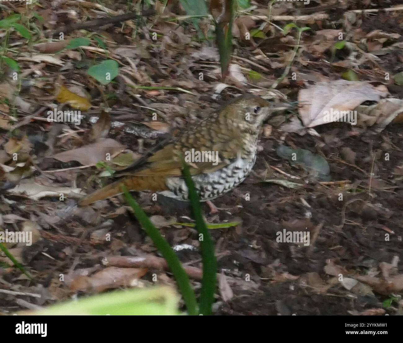 Russet tailed thrush hi-res stock photography and images - Alamy