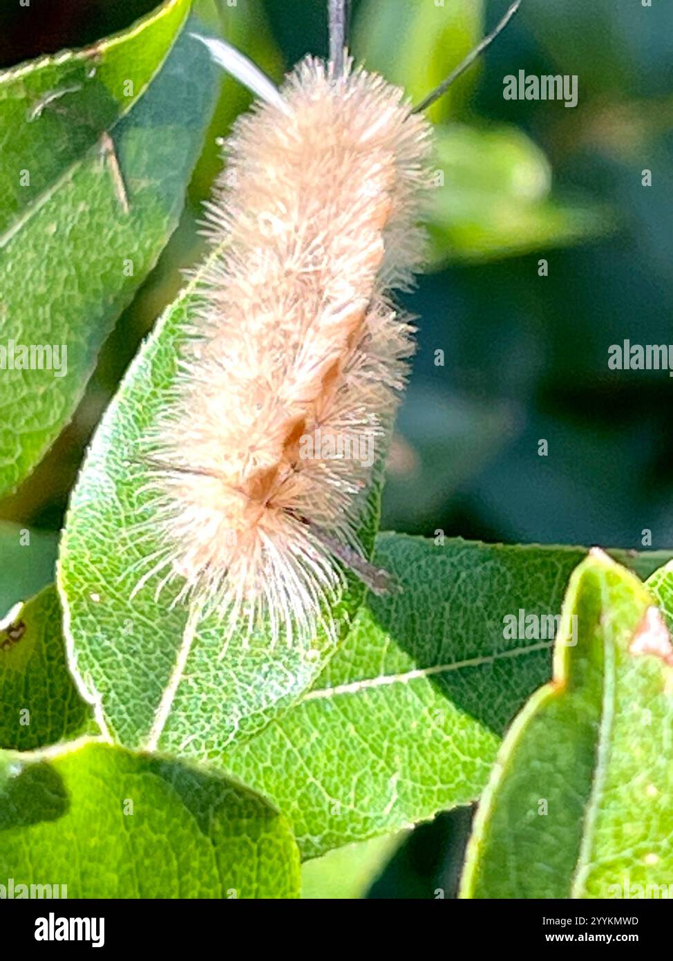 Banded Tussock Moth (Halysidota tessellaris Stock Photo - Alamy