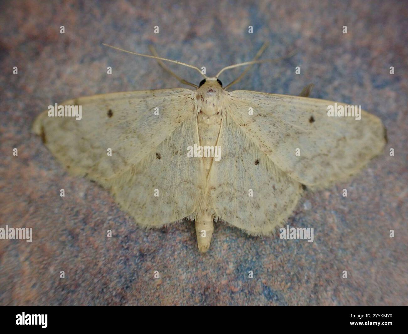 Small fan footed wave hi-res stock photography and images - Alamy