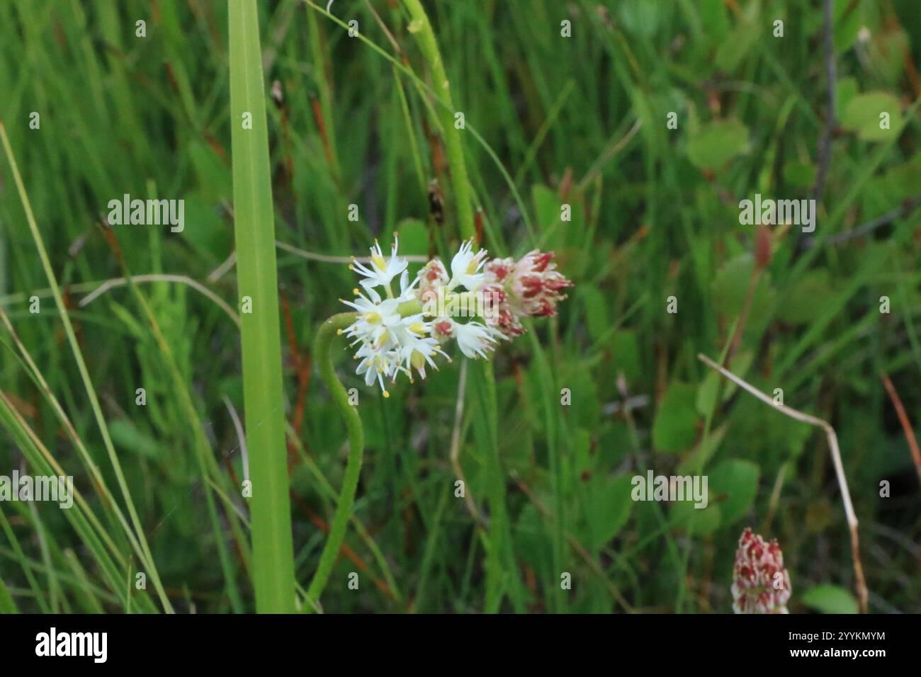 western false asphodel (Triantha occidentalis Stock Photo - Alamy