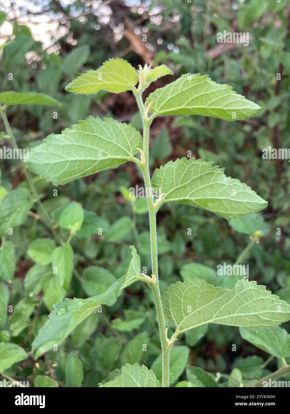 netleaf hackberry (Celtis reticulata Stock Photo - Alamy