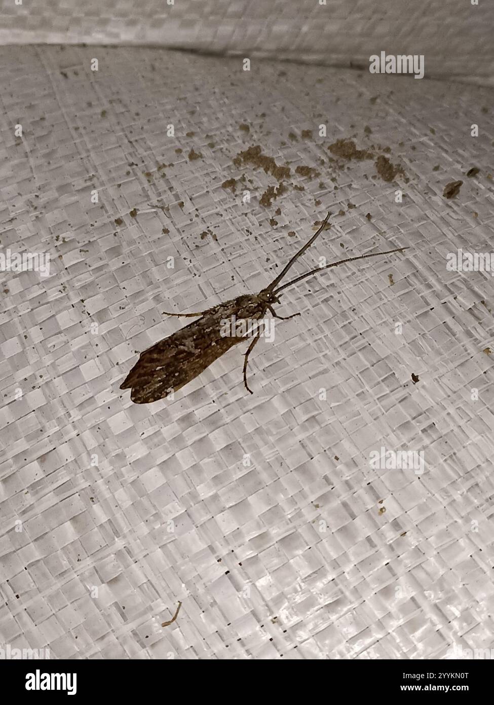 Giant Casemaker Caddisflies (Phryganeidae Stock Photo - Alamy